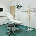 Life-size 70.8'' Medical School Skeleton Model with Rolling Stand ...