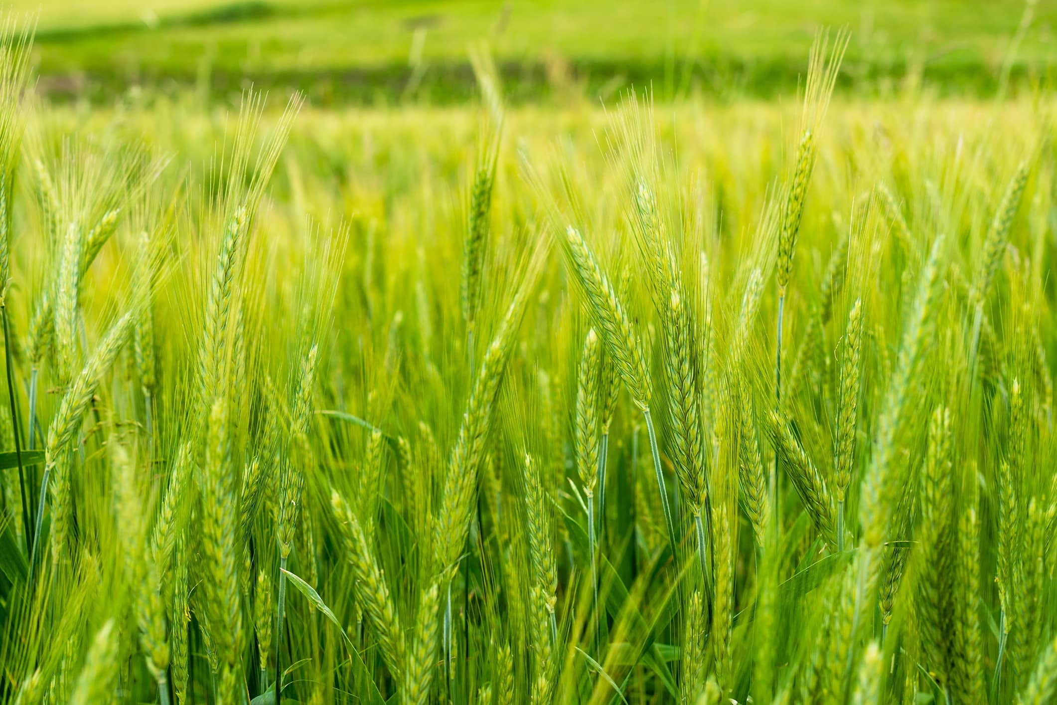 Triticale Seeds for Planting (25 Pounds) - Walmart.com