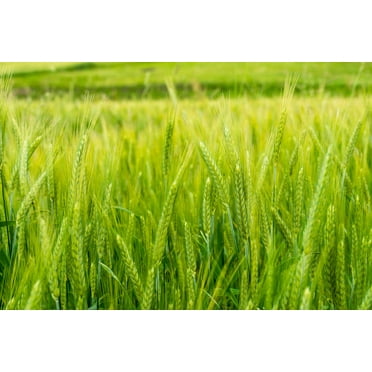 Rye Cover Crop Seeds - Non-GMO Rye Grain (25 Pound Bag) - Winter Rye ...