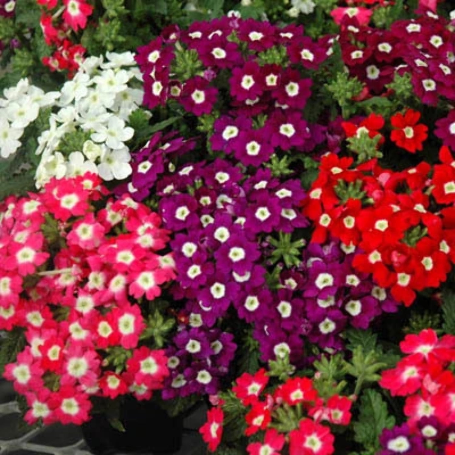Verbena Tuscany Mix Seed - 250 Seeds - Walmart.com
