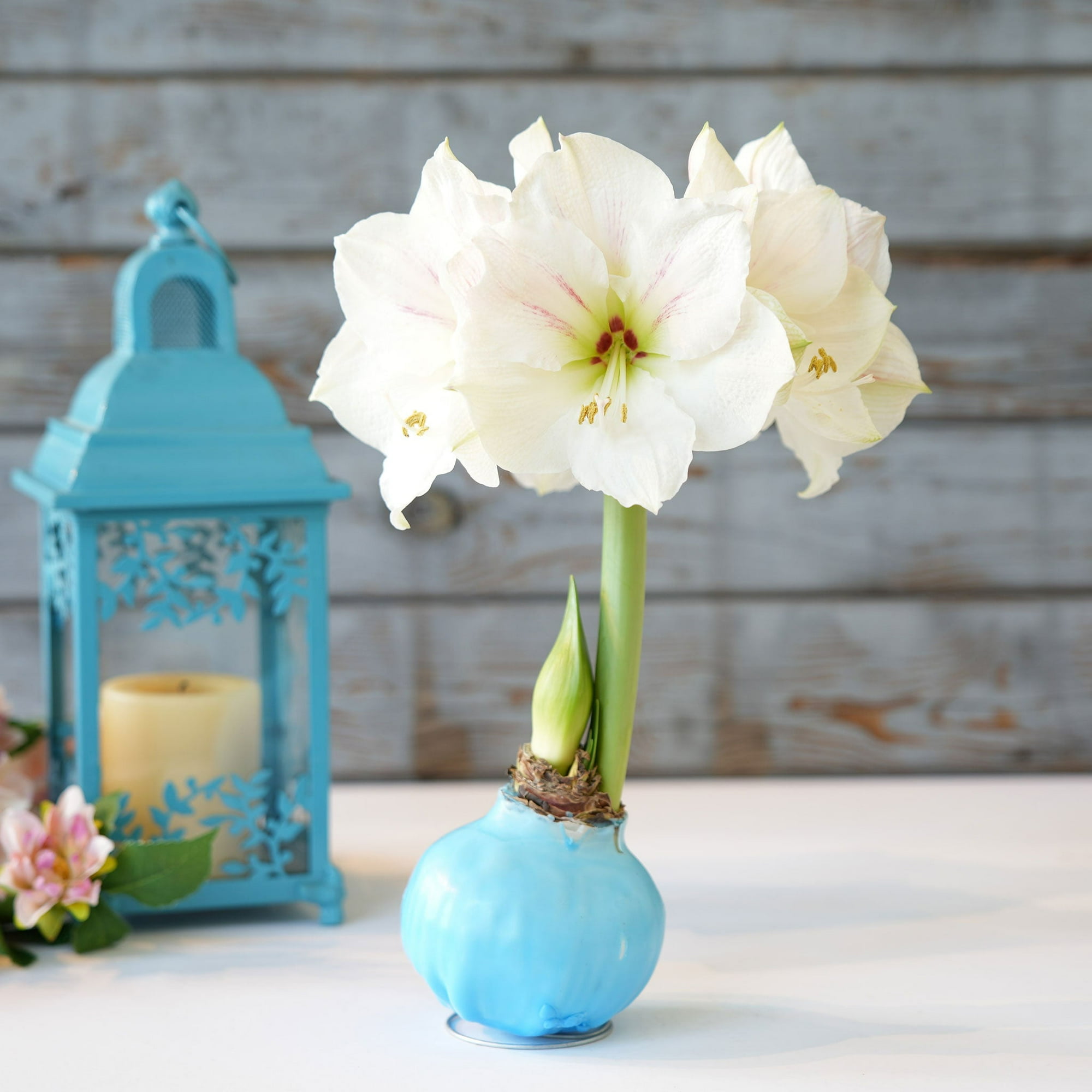 Blue Amaryllis Flowers