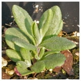 Everwilde Farms - 500 Organic Vera Lavender Herb Seeds - Gold Vault ...
