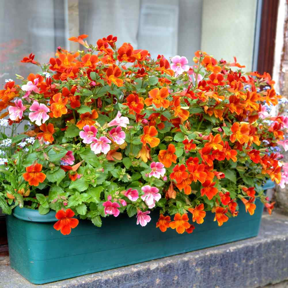 Outsidepride Nemesia Orange Prince - 10000 Seeds - Walmart.com