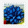 Blue Hostas for Planting (Non-Artificial), Easy Grow, Fast Growing ...