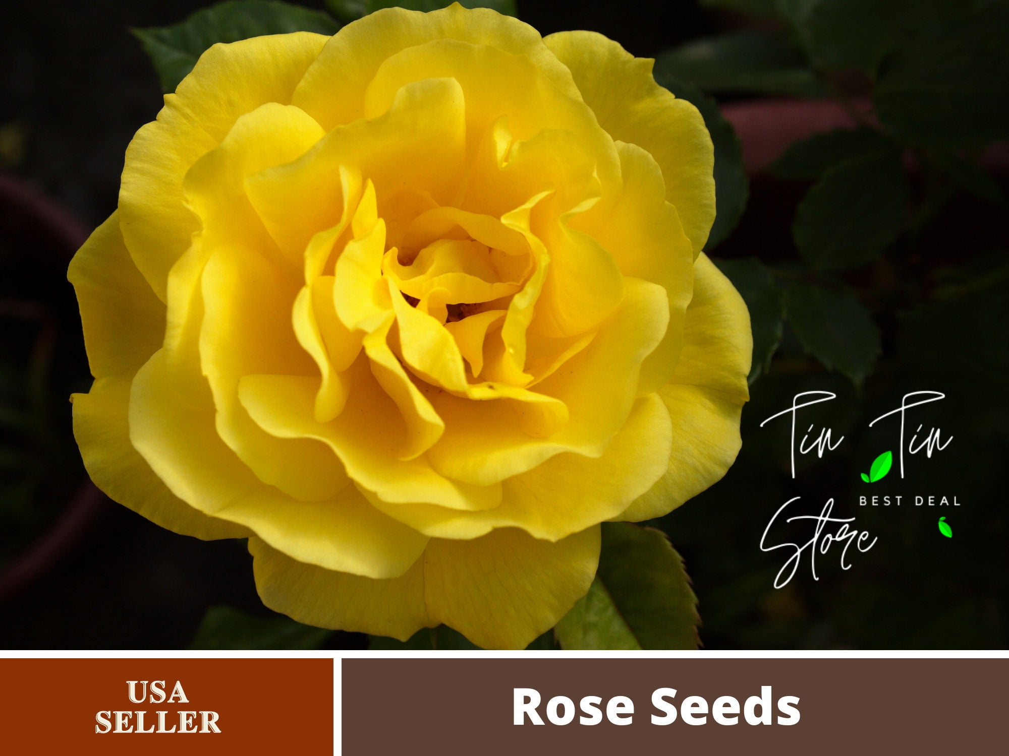 30 Rare Seeds| Yellow Rose Rosa Bush Shrub Perennial Flower Seeds |BUY ...