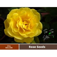 30 Rare Perennial Rosa Seeds - Fresh Judge The Obscure Rose Bush Flower ...