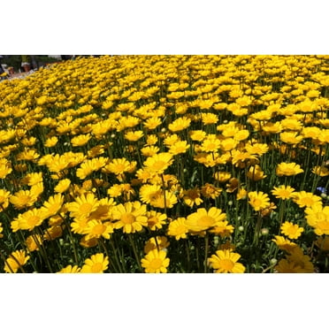 250 GOLDEN MARGUERITE DAISY Dyer's Yellow Chamomile Anthemis Tinctoria ...