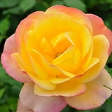 Heirloom Roses - Painted Moon Hybrid Tea Rose Bush - Live Outdoor Plant ...