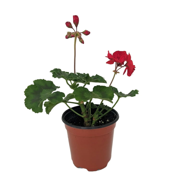 Potted Geraniums