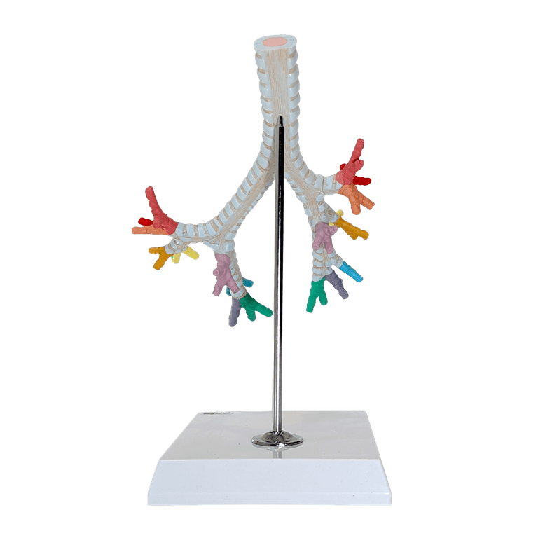 Bronchial Tree Model