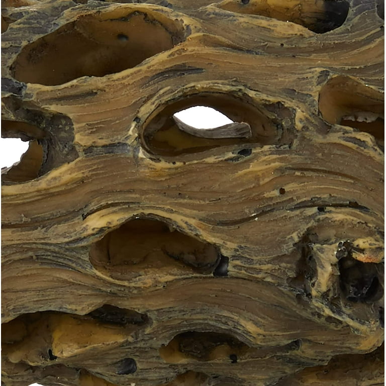 Cholla Cactus Skeleton