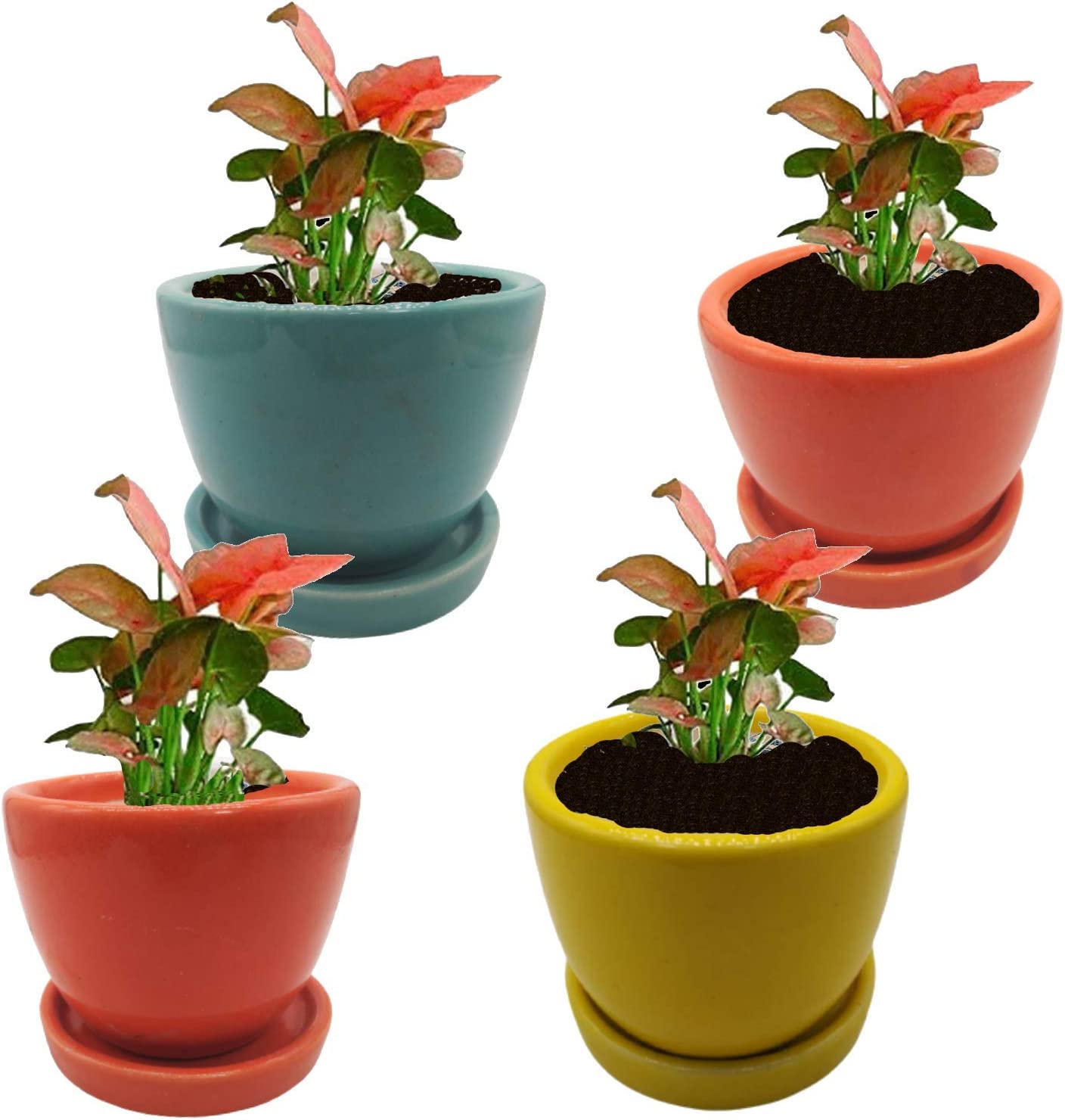 India Meets India Cup Plate Ceramic Flower Pot Planter Indoor Outdoor ...