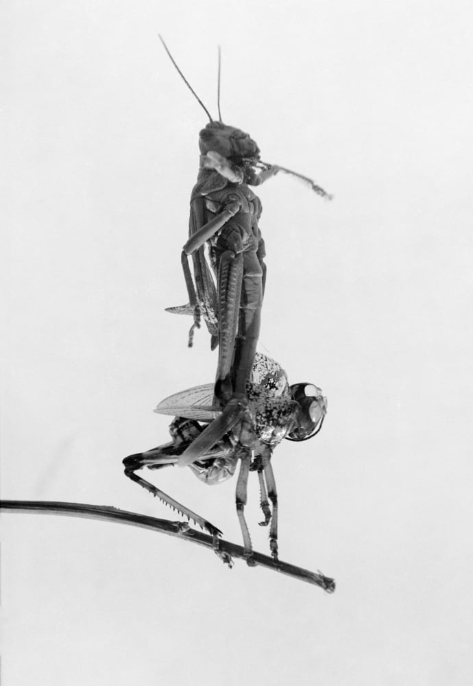 Jerusalem: Locusts, 1915. /Na Locust Molting Its Shell, During A Locust ...