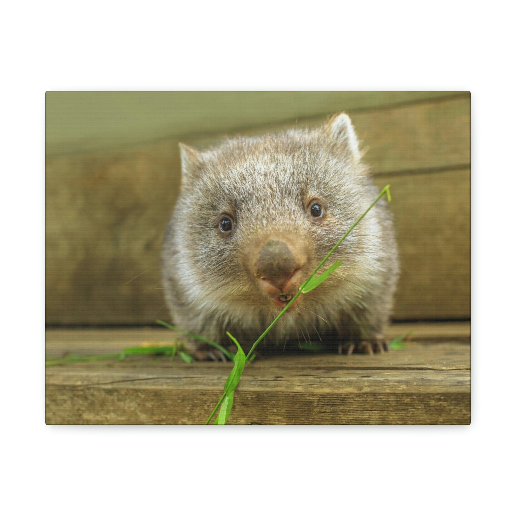 Funny Wombat Silly Wombat Scene Outdoor Wall Art Ready to Hang Unframed ...