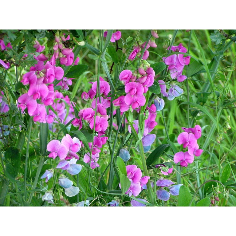 Perennial Sweet Pea Vine Seeds