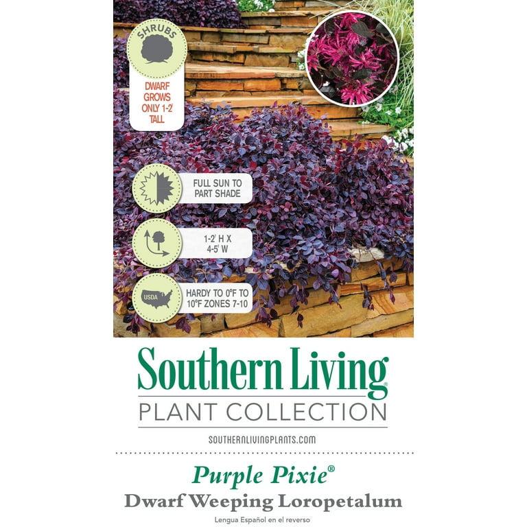 Ways To Use Purple Pixie® Dwarf Weeping Loropetalum In The, 54% OFF