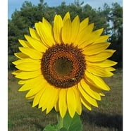 Giant Sunflower Kit - Hundreds of Jumbo Sun Flower Seeds for Planting ...