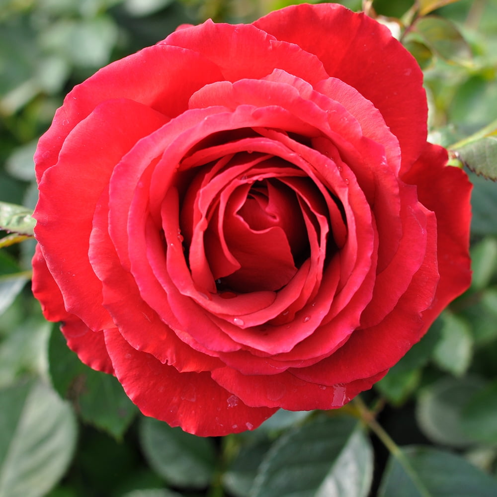 Eleganza® Grande Amore Hybrid Tea Rose by Heirloom Roses - Red Rose ...