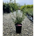 Fragrant Princess Dwarf Tea Olive ( 'Kaori Hime' osmanthus ) - Live ...