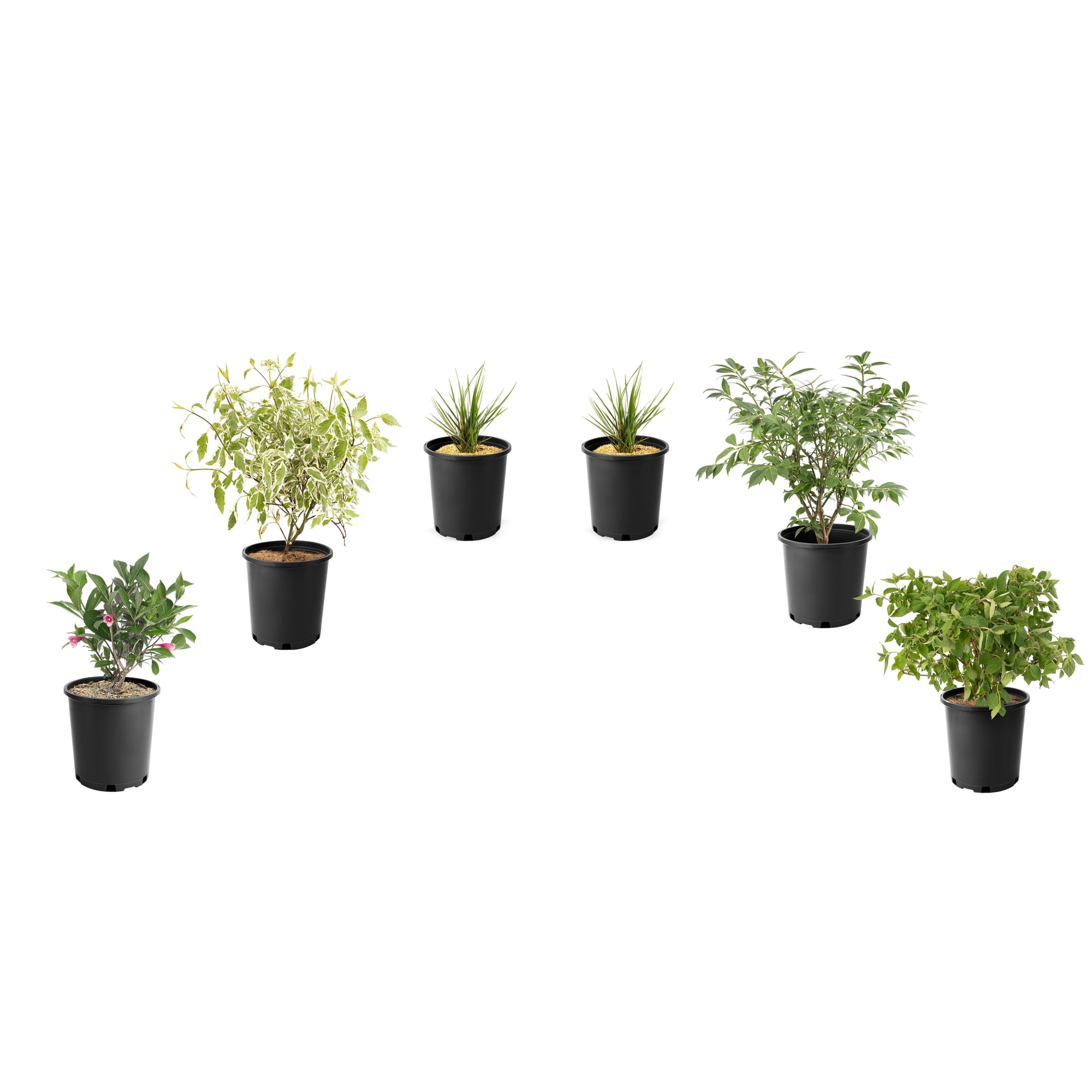 Click here for Landscp Essentials 1 Gallon Fall Garden Shrub 6 Pa... prices