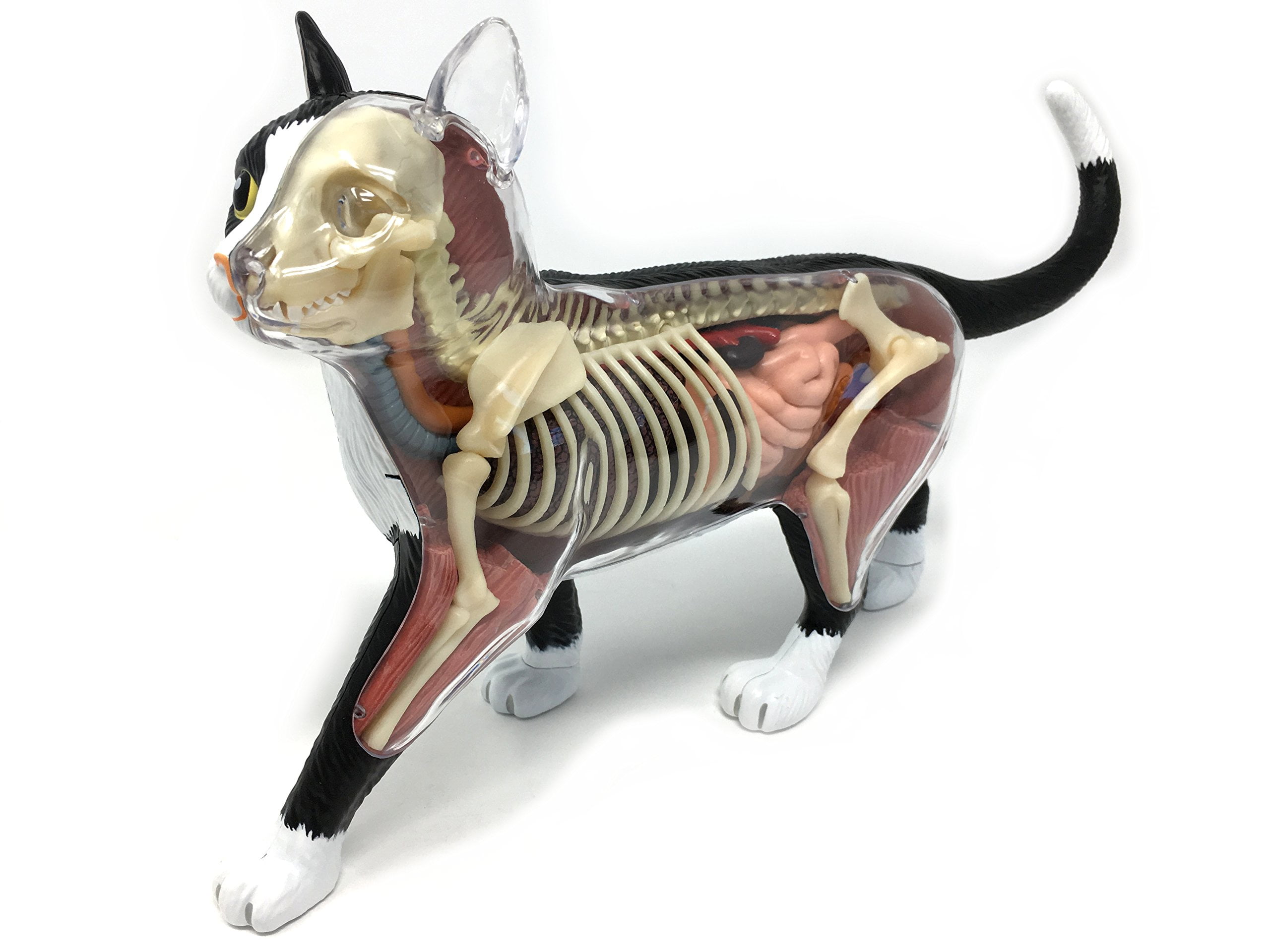 4D Vision Cat Anatomy Model - Walmart.com - Walmart.com