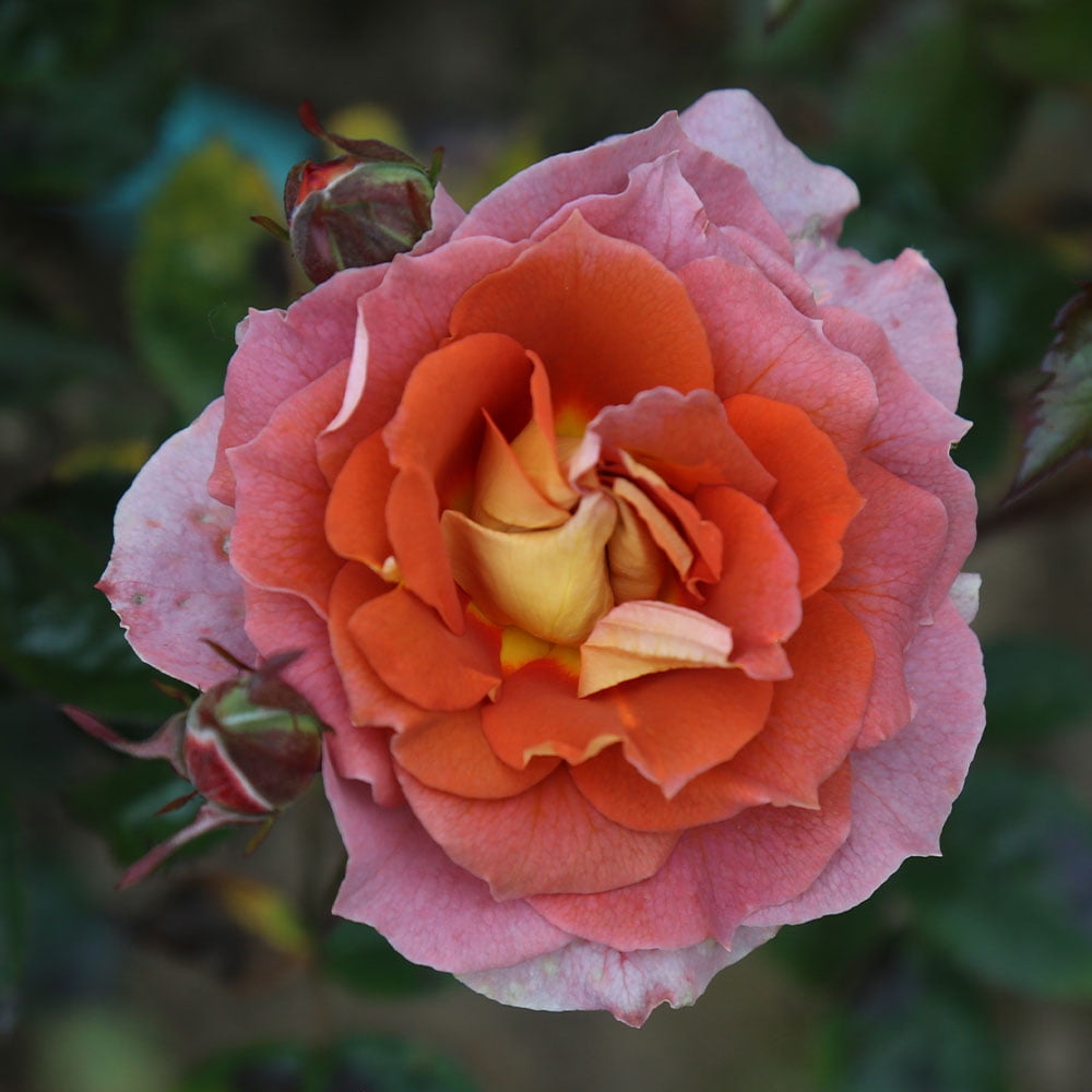 Heirloom Roses - Iris Webb Floribunda Rose Plant - Walmart.com