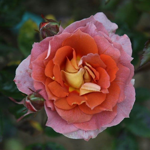 Heirloom Roses - Iris Webb Floribunda Rose Plant - Walmart.com