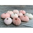 Sea Urchin 10 Pink Sea Urchin Shells 1"-2" Sea Urchins for Craft and ...