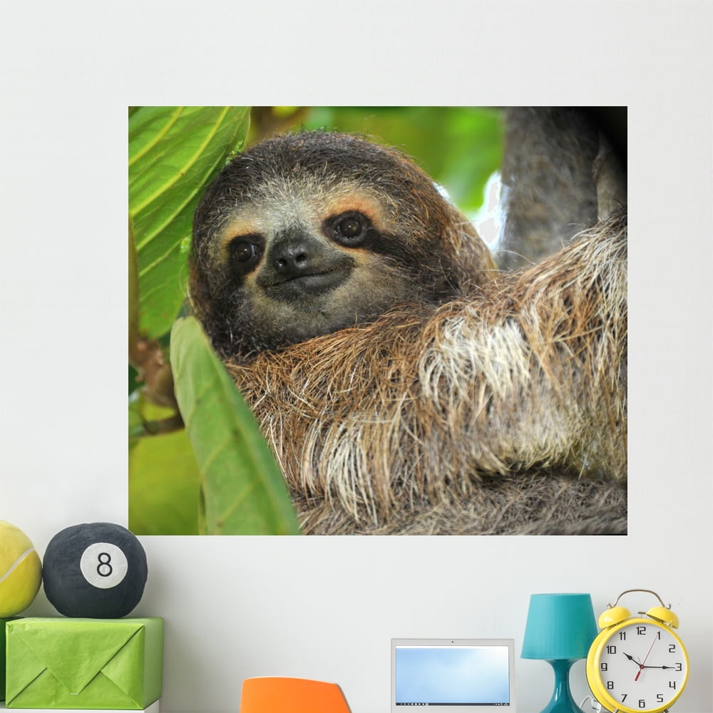 Three Toed Sloth Male Wall Mural by Wallmonkeys Peel and Stick Graphic ...