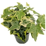 "Gold Child English Ivy - Hardy Groundcover/House Plant - Live Outdoor ...
