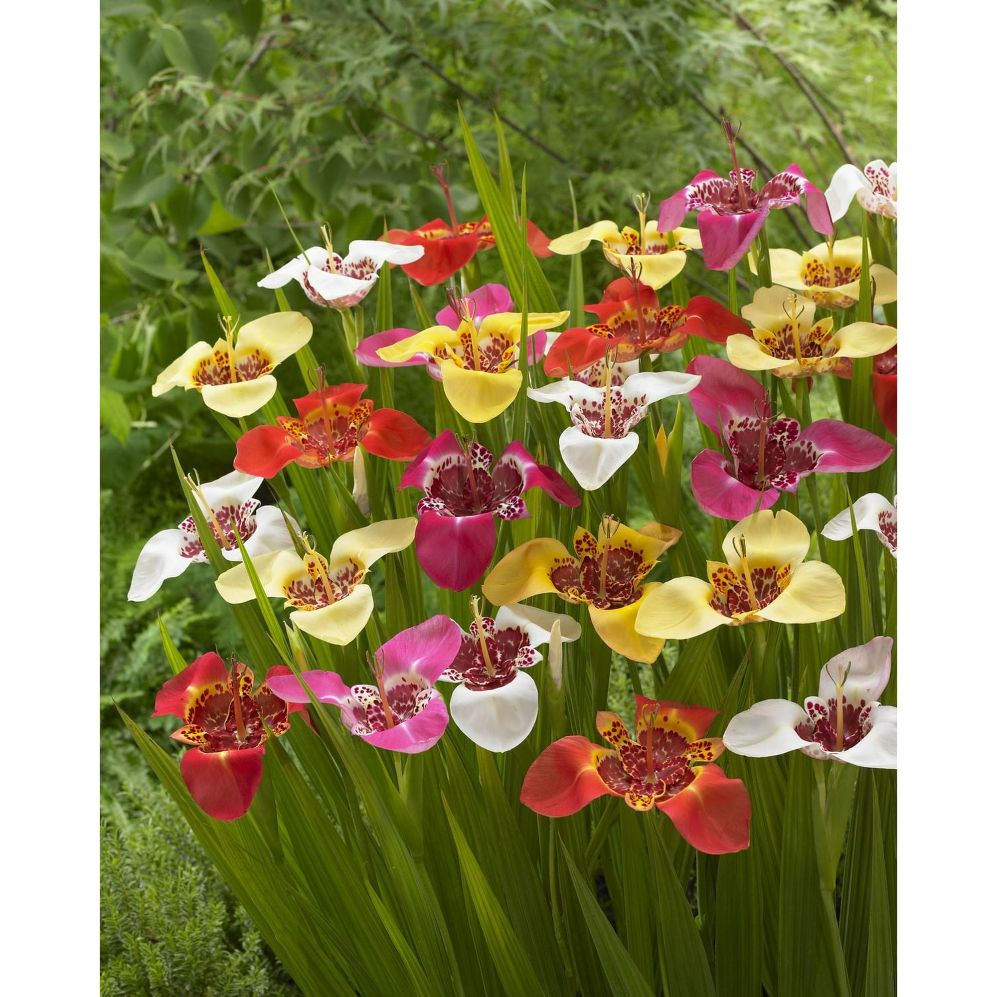 Click here for Tasc Flower Bulbs- Tigridia Pavonia Assorted prices