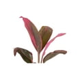 Island Blooms Cordyline Plant, Live Outdoor Foliage, 16-Inch Tall, 1.5 ...