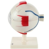 Axis Scientific 5X Enlarged Human Eye Model, Eyeball Anatomy, Multi ...