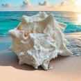 Large Murex Conch Seashell Pink White Spiky Real Ocean Shells Natural ...