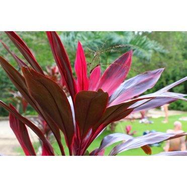 Three Kings Cabbage Tree Seeds for Planting (30 Seeds) - Cordyline ...