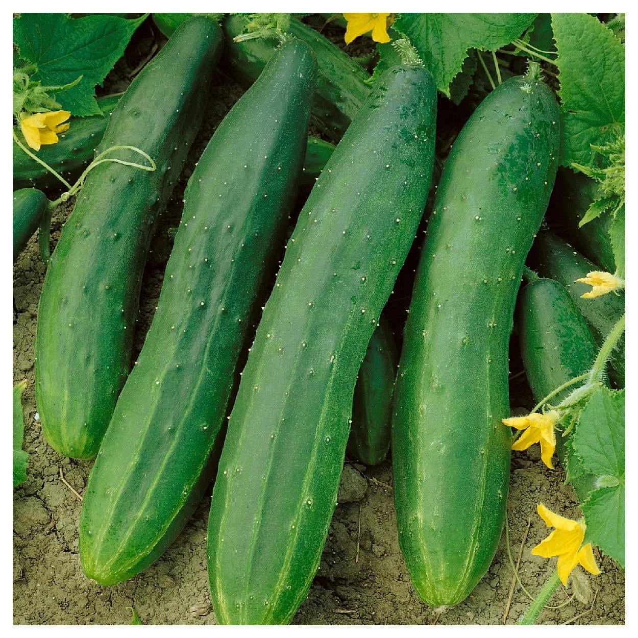 Everwilde Farms - 1 oz Organic Straight Eight Cucumber Seeds - Gold ...