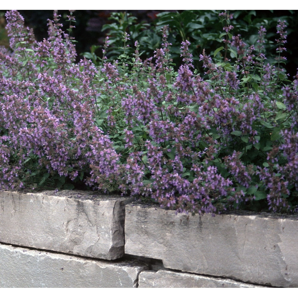 Dropmore Catmint Perennial - Nepeta - Quart Pot - Walmart.com - Walmart.com