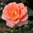 Heirloom Roses The Jump For Joy™ Floribunda Rose Bush Live Plants ...