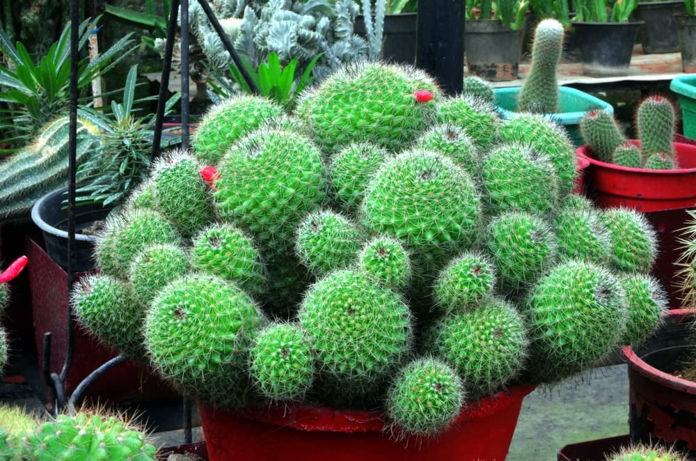 Golden Barrel Cactus Bonsai Seeds - 30 Seeds -Echinocactus grusonii ...