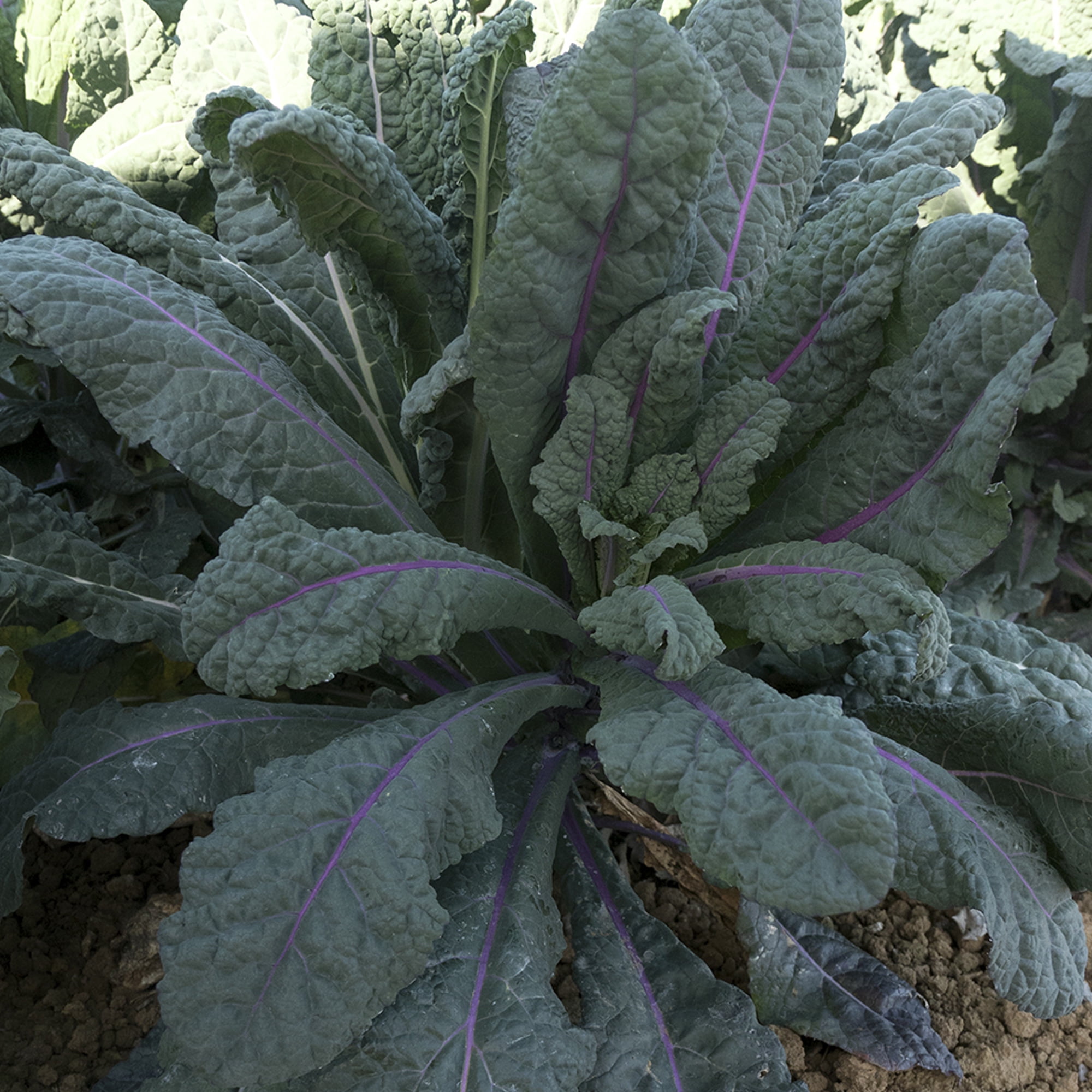 Dazzling Blue Kale Seeds - 2 g Packet ~500 Seeds - Non-GMO - Vegetable ...