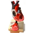 Eisco Labs Human Heart Model for Classroom Learning - Walmart Business ...