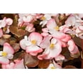 25 WAX MIXED BEGONIA Semperflorens Fibrous Mixed Colors Red Pink White ...