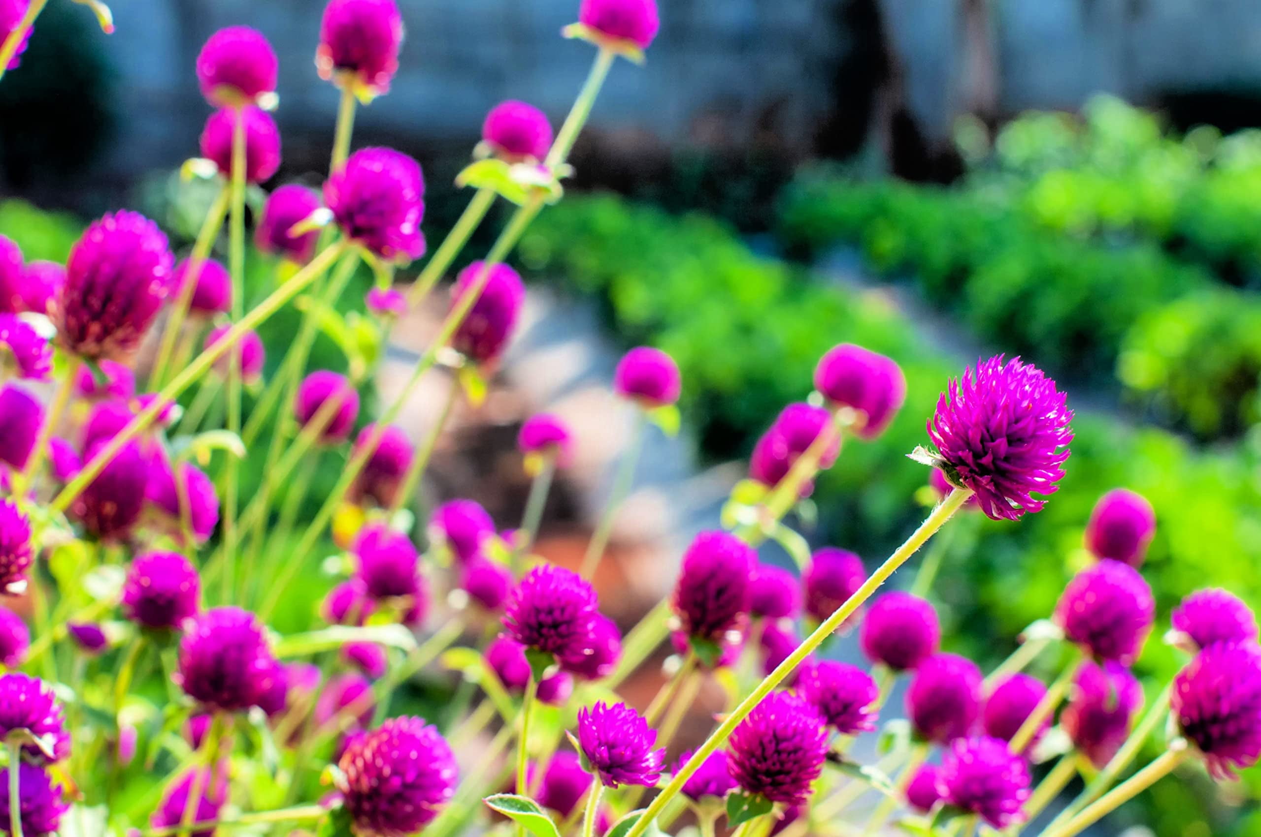 Globe Amaranth Seeds for Planting - Gomphrena (Gomphrena Globosa Purple ...