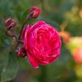 Heirloom Roses - Alexander Mackenzie Hardy Rose Bush - Walmart.com