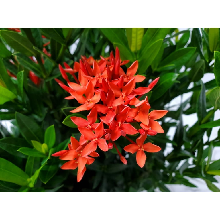 Ixora Plant