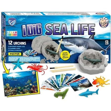 ICHUDAN Gemstone Dig Kits 12 Gem Excavation Kits with 12 Real Precious ...