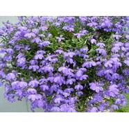 Plant Outside with 100 Mixed Colors PORTULACA MOSS ROSE Flower Seeds ...