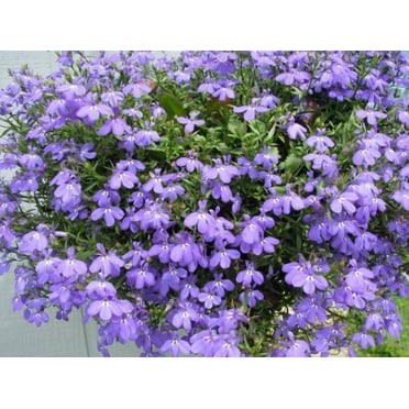 Plant Outside with 100 Mixed Colors PORTULACA MOSS ROSE Flower Seeds ...