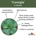 Burpee Georgia Collards Vegetable Seed, 1-Pack - Walmart.com