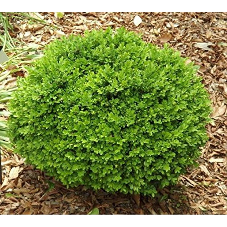 English Boxwood Plant